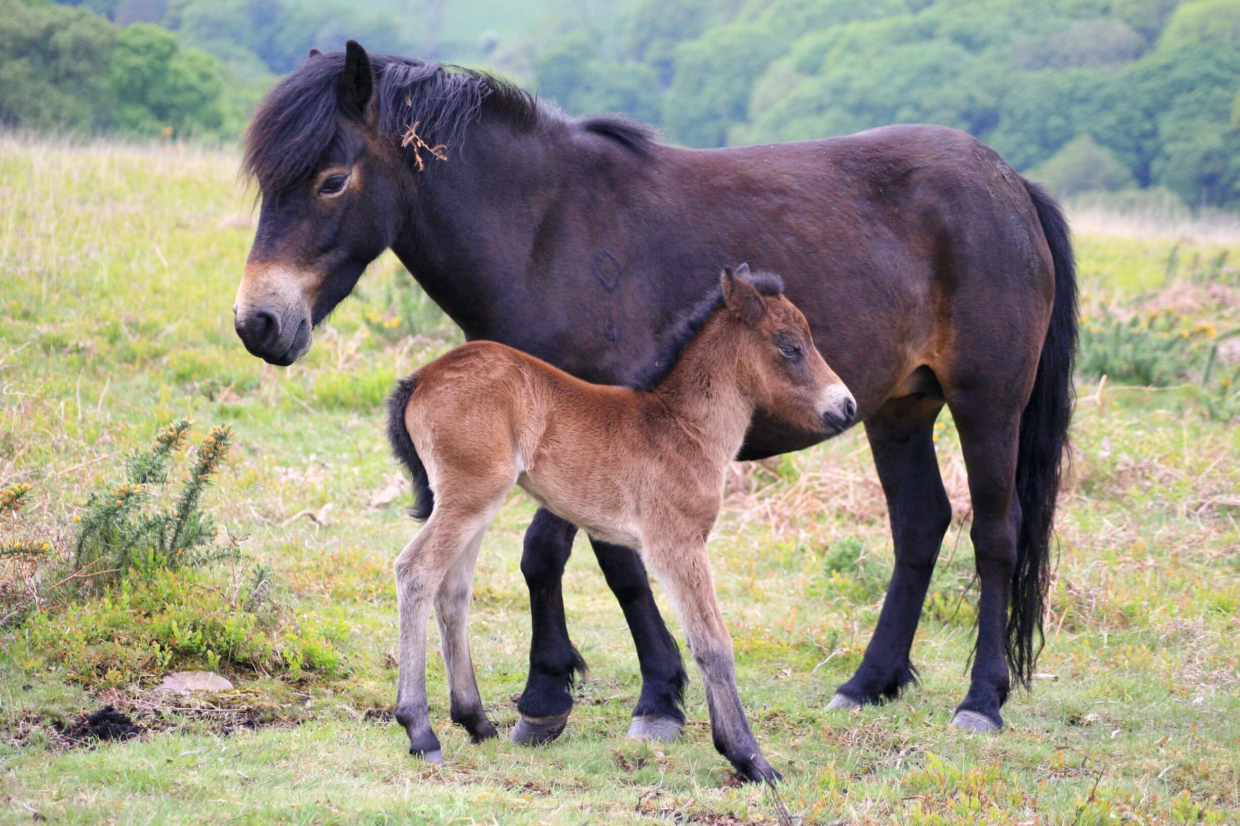 Farm Pony Rides - Family Holiday Activities - Exmoor Character Cottages
